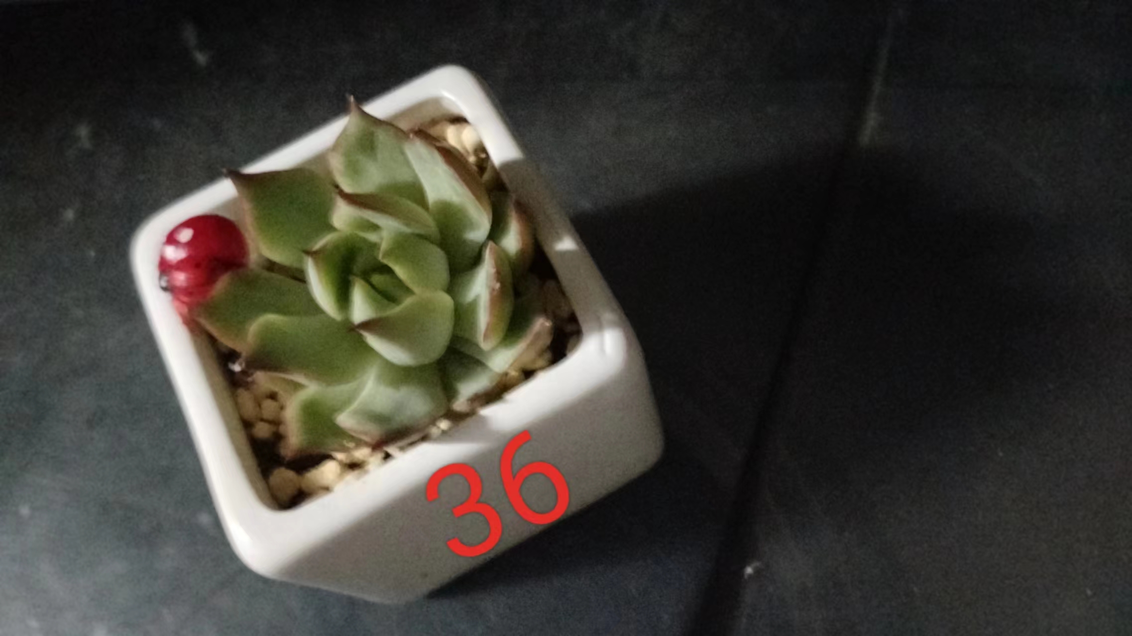 绿植5.18打卡 - 易班优课